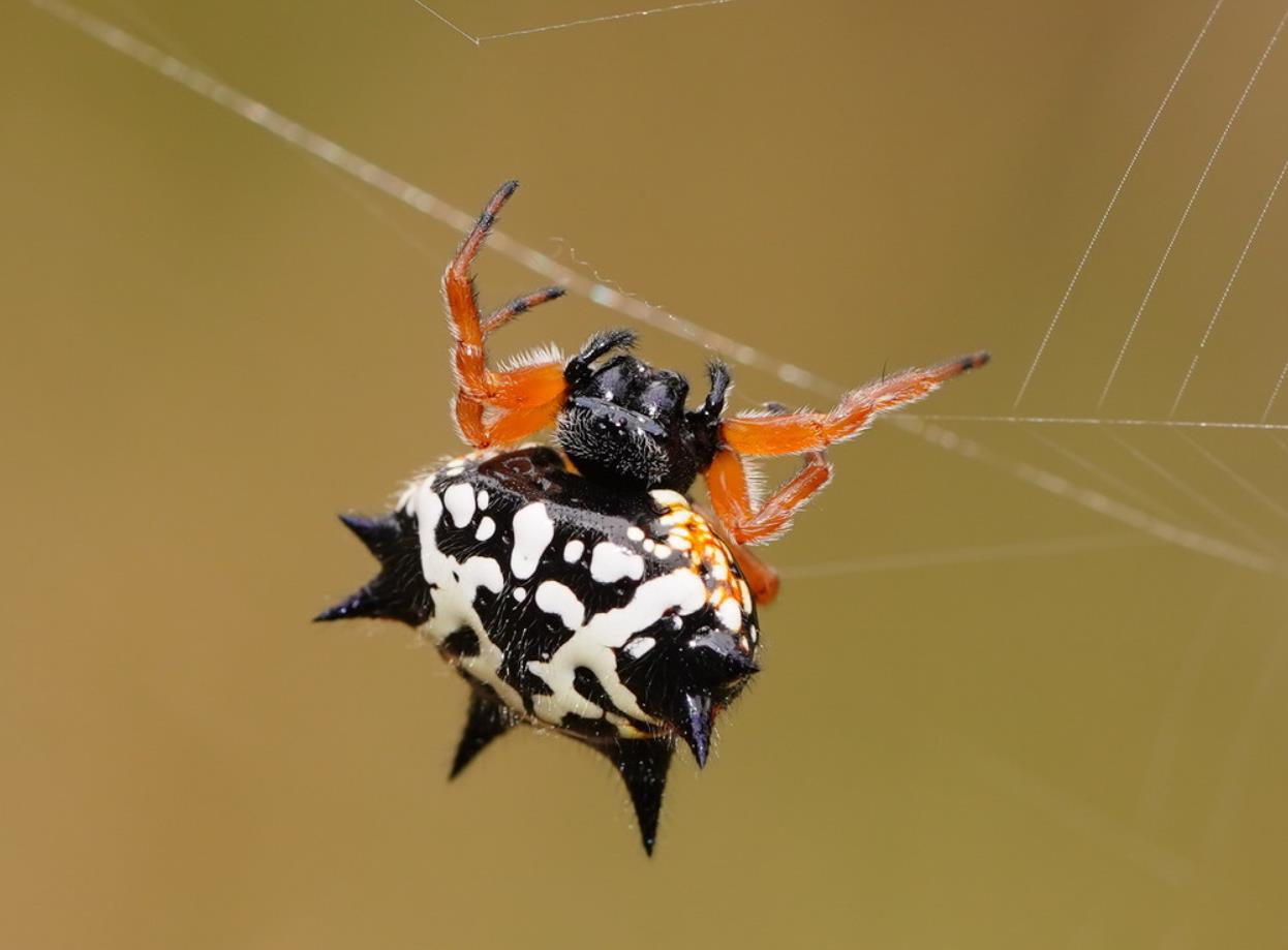 Jewelled Spider | bite,poisonous & facts - Spider Pedia