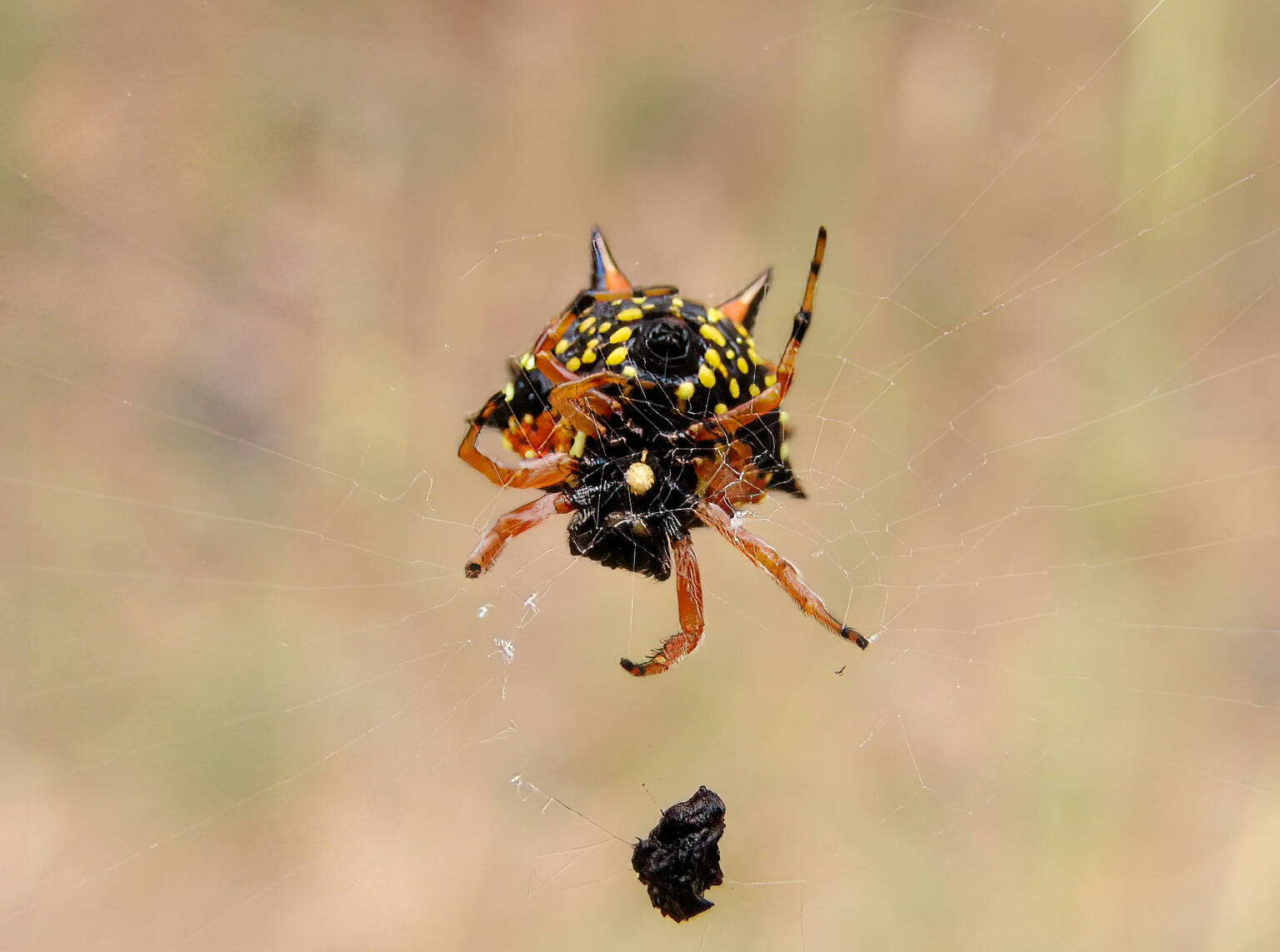 Jewelled Spider | bite,poisonous & facts - Spider Pedia