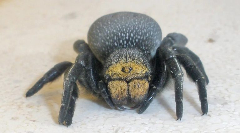 LadyBird Spider Facts - Spider Pedia