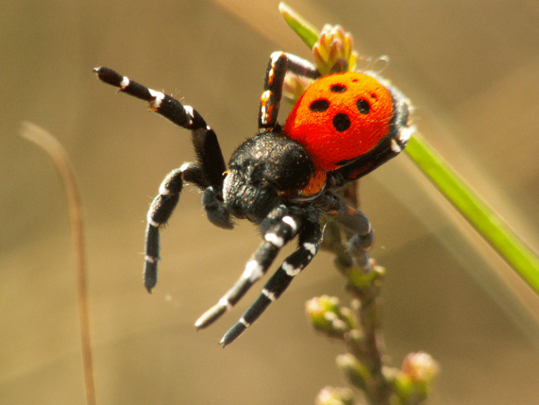 LadyBird Spider Facts - SpiderPedia