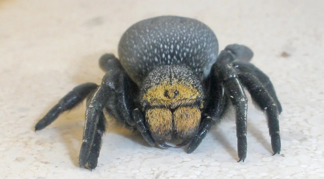 LadyBird Spider Facts - Spider Pedia