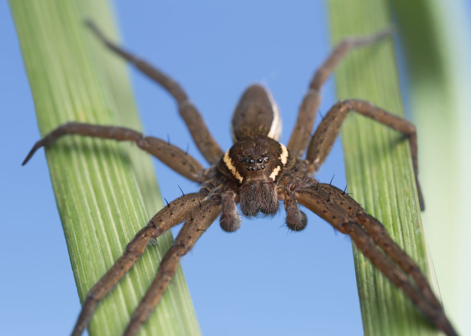 Fishing Spider | size,Diet & Habitat Facts - SpiderPedia