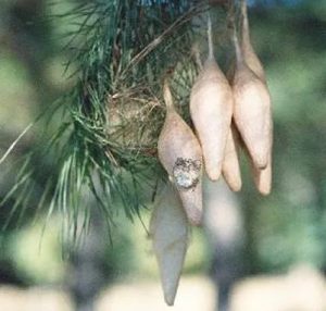 Magnificent Spider | Bolas Spider - SpiderPedia