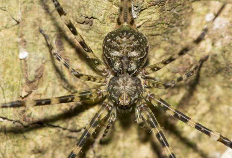 Tree Trunk Spider（Hersiliidae） - Spider Pedia