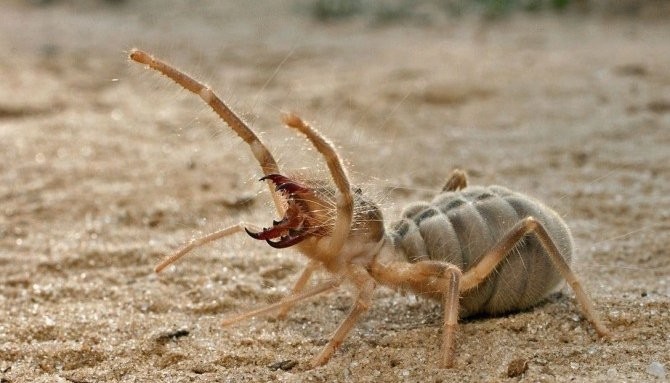 Are camel spiders poisonous | Facts and mythology - Spider Pedia