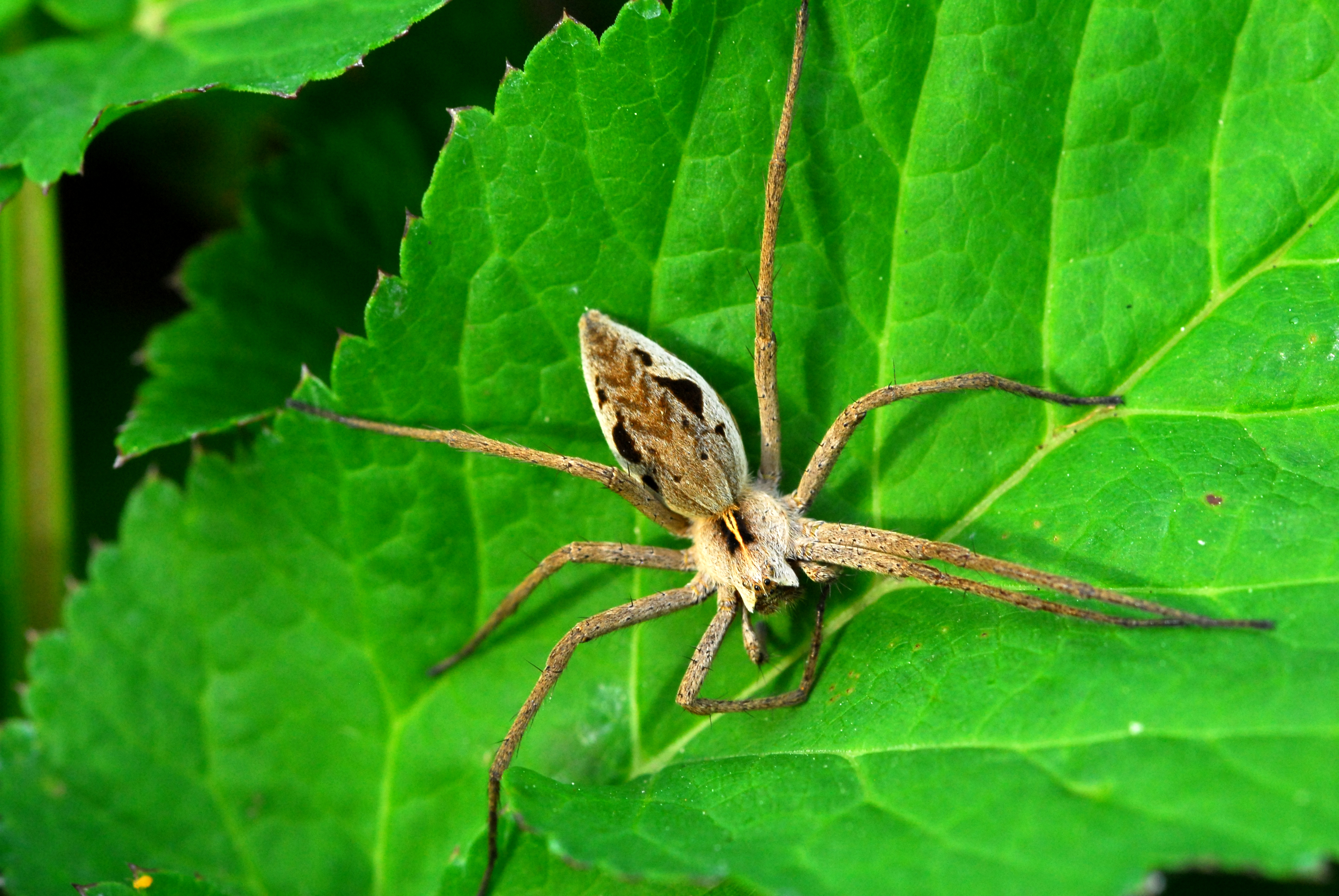 Nursery web spiders - SpiderPedia