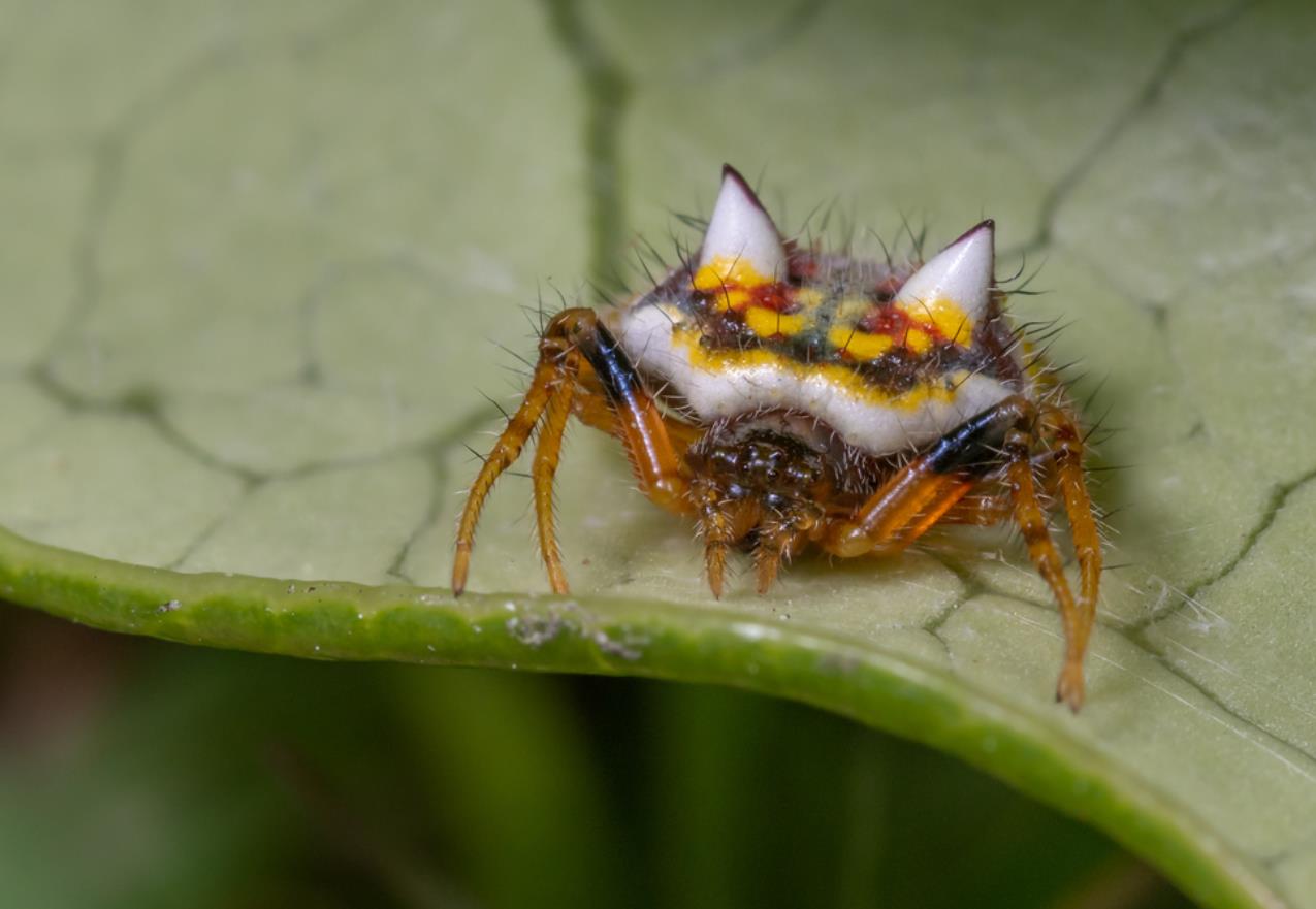 Two Spined Spider | Poecilopachys australasia - Spider Pedia