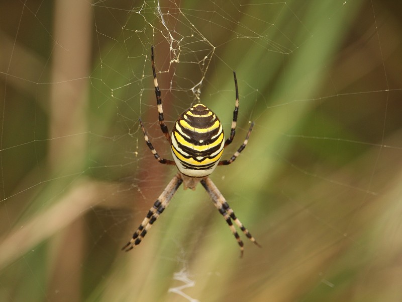 Wasp spider bite size and facst - Spider Pedia
