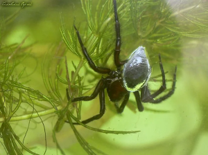 Water Spider - Spider Pedia
