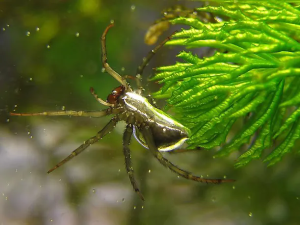 Water Spider - Spider Pedia