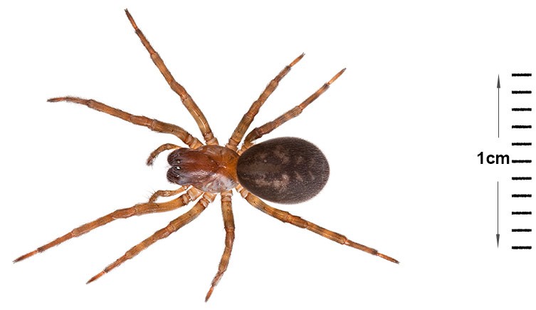 Lace web spider - Spider Pedia