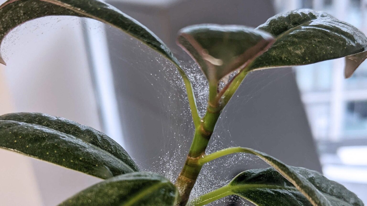 How to Detect and Get Rid of Spider Mites in Your Garden - Spider Pedia