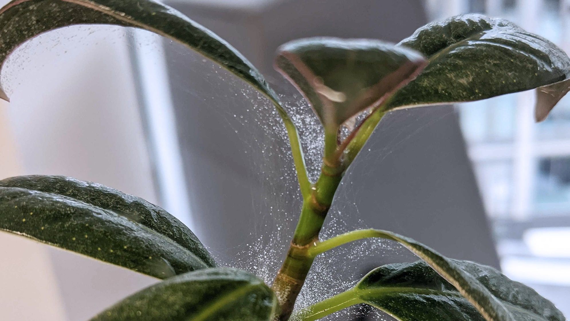 How to Detect and Get Rid of Spider Mites in Your Garden - SpiderPedia