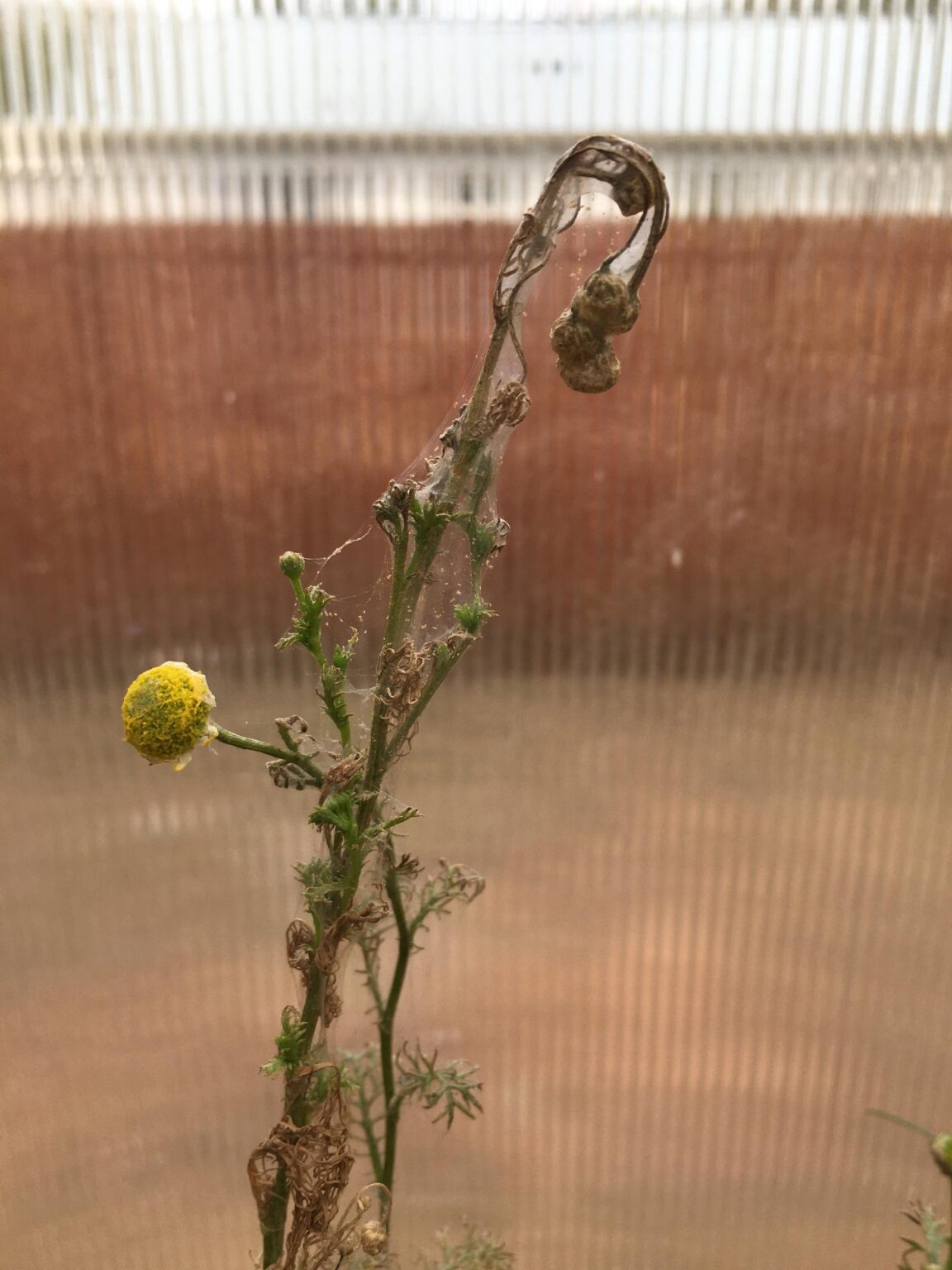 How to Detect and Get Rid of Spider Mites in Your Garden - Spider Pedia