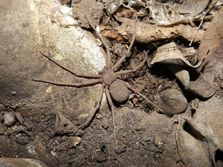 Inside the World of Sicarius Spiders: Habitat, Diet, and Deadly ...