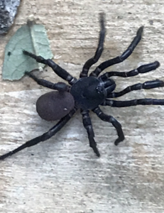 Mygalomorphae Unveiled: Venom, Habitats, Diets, and Life Cycles ...