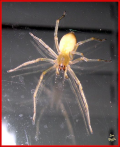 Sac Spider : Habitat, Diet & Life Cycle Uncovered - Spider Pedia
