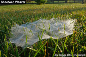 Sheetweb Weavers spider: Nature's Tiny Trappers - Spider Pedia