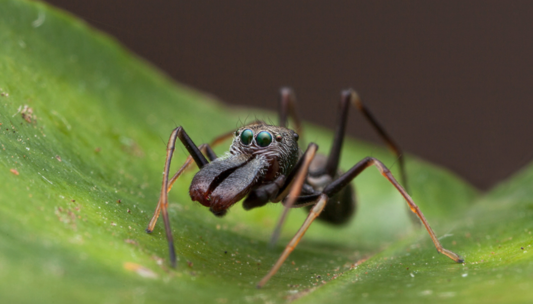 Ant Spiders: Habitat, Diet, Life Cycle, Identification, and Danger Facts