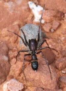 Ant Spiders: Habitat, Diet, Life Cycle, Identification, and Danger Facts