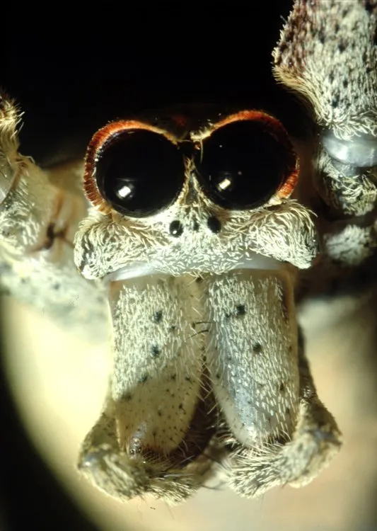 How Many Eyes Do Spiders Have? The Surprising Answer