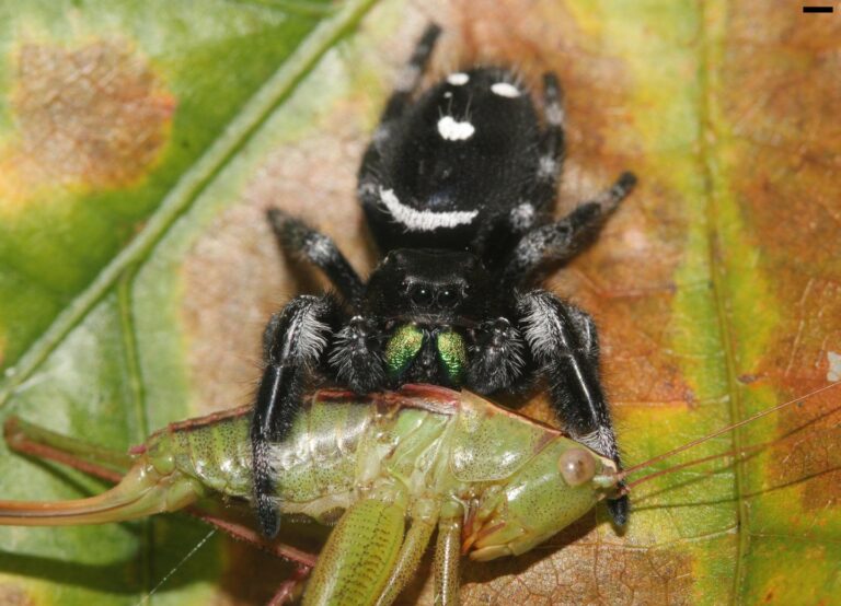 What Do House Spiders Eat? A Simple Guide to Their Diet