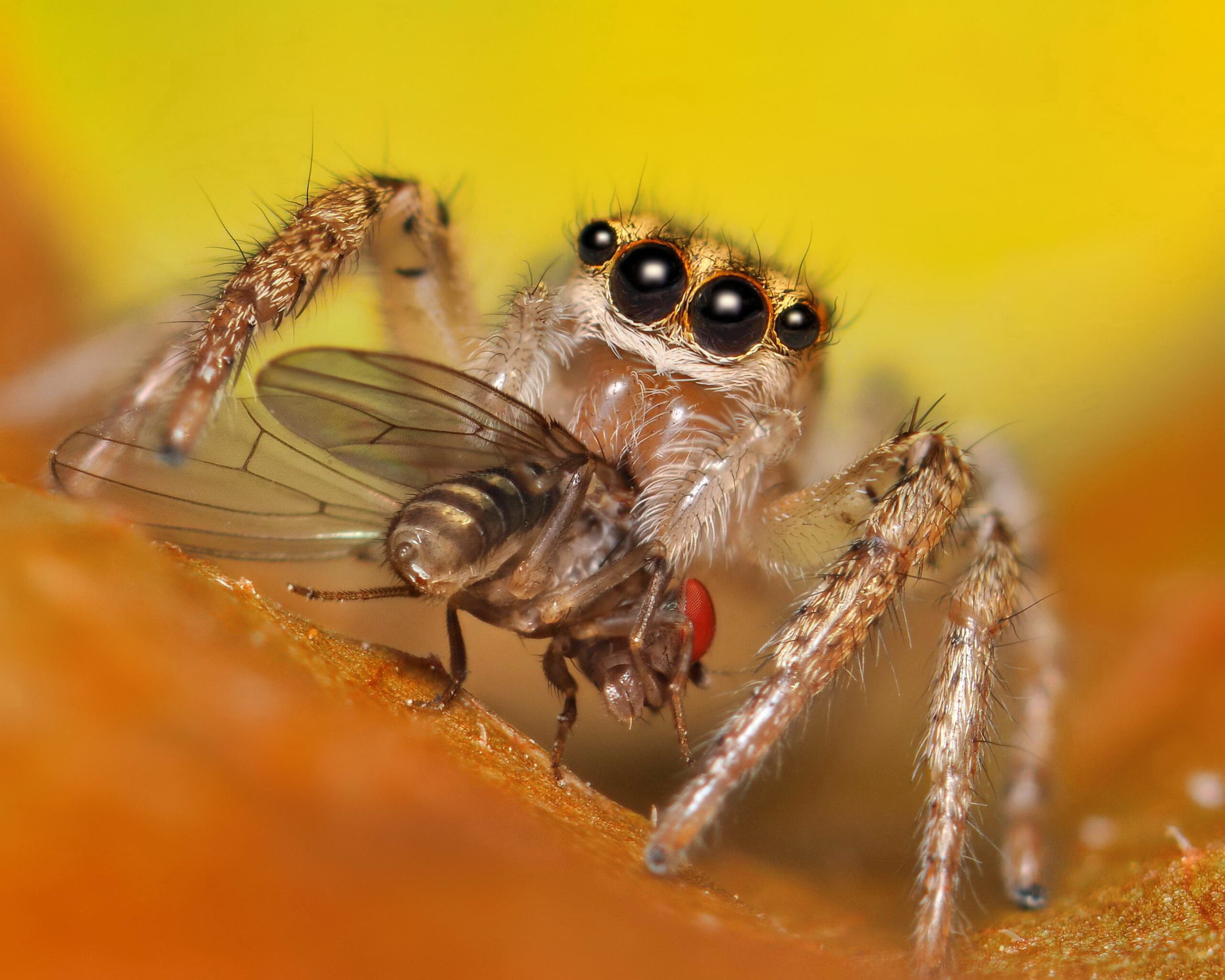 What Do House Spiders Eat? A Simple Guide to Their Diet