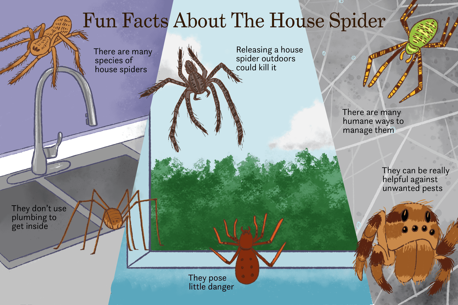 What Do House Spiders Eat? A Simple Guide to Their Diet