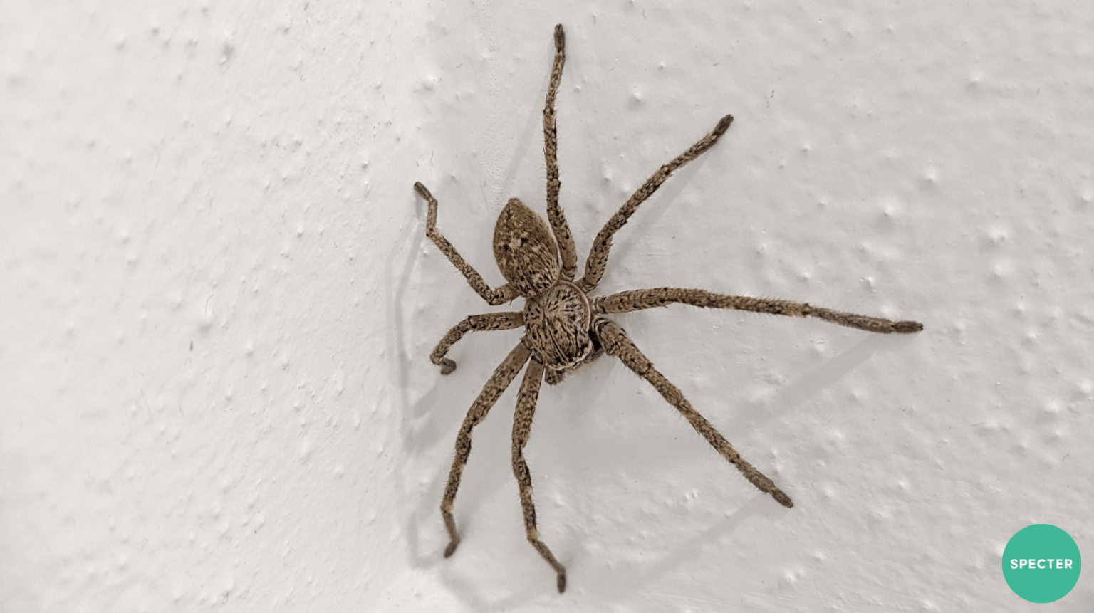 Why Are There Spiders in My Bathroom? Common Reasons and Easy Fixes