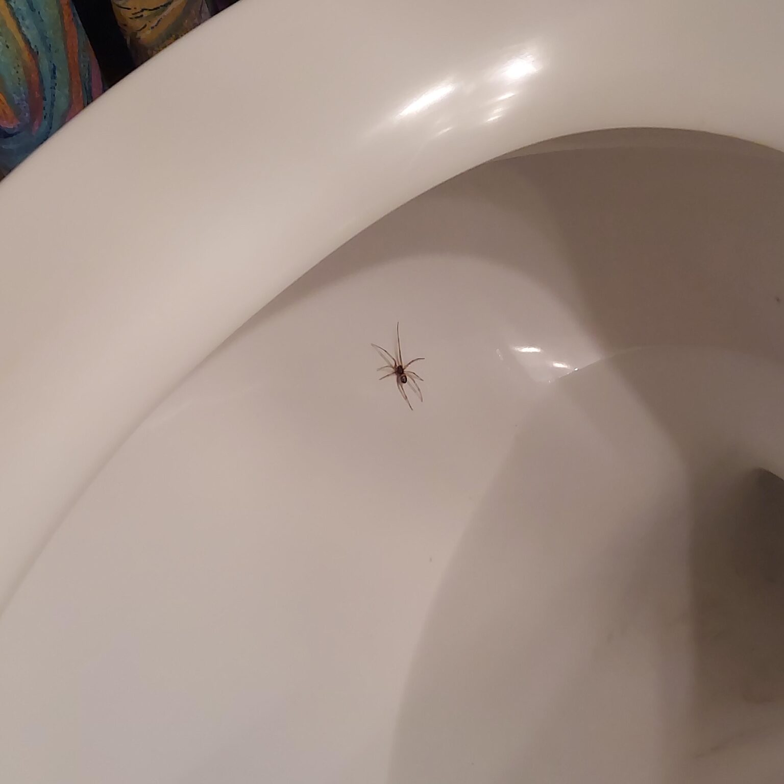 Why Are There Spiders in My Bathroom? Common Reasons and Easy Fixes